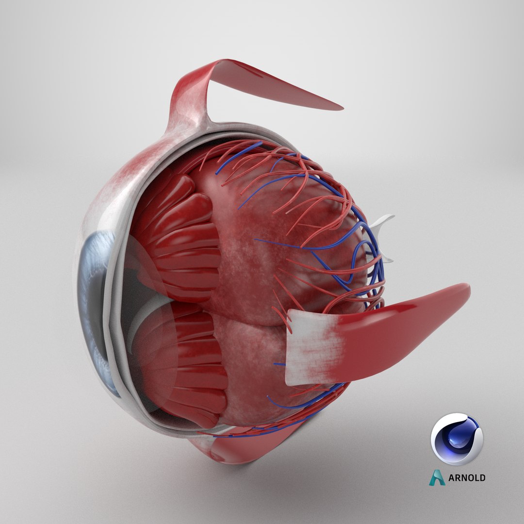 3D Eye Anatomy Model - TurboSquid 2460643