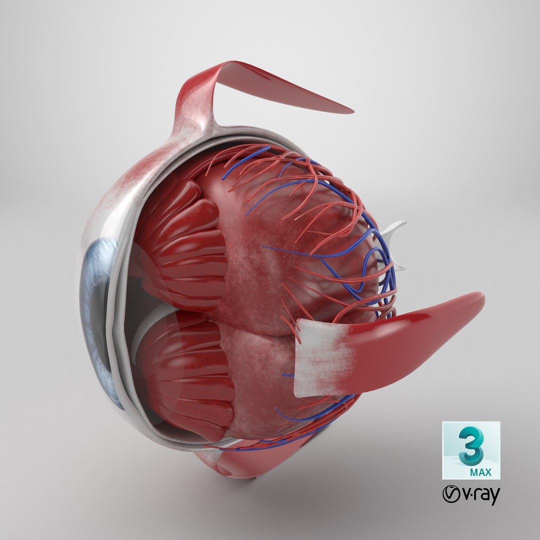 3D Eye Anatomy Model - TurboSquid 2460643
