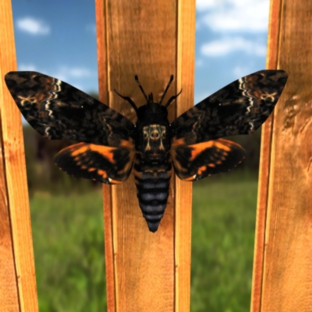 Moth 3d Max