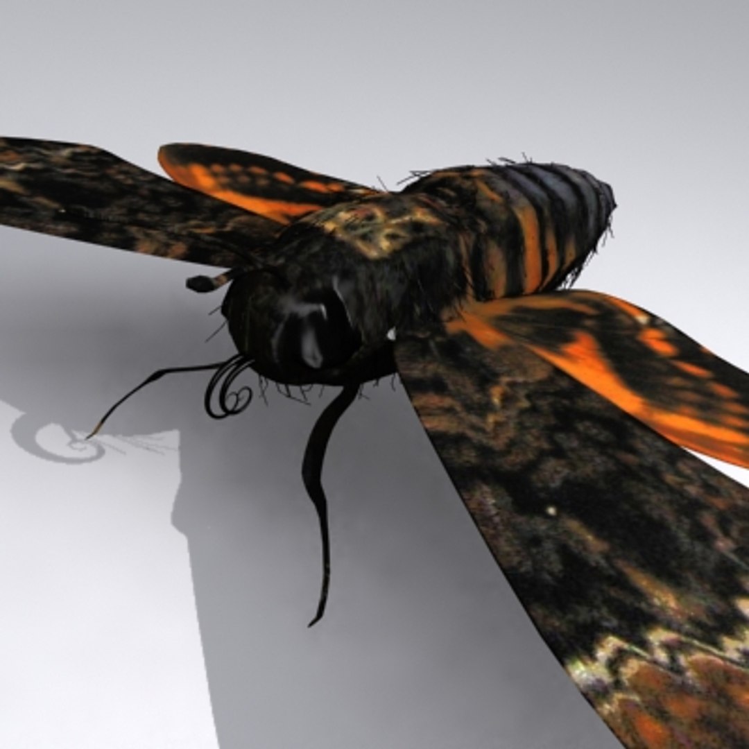 Moth 3d Max