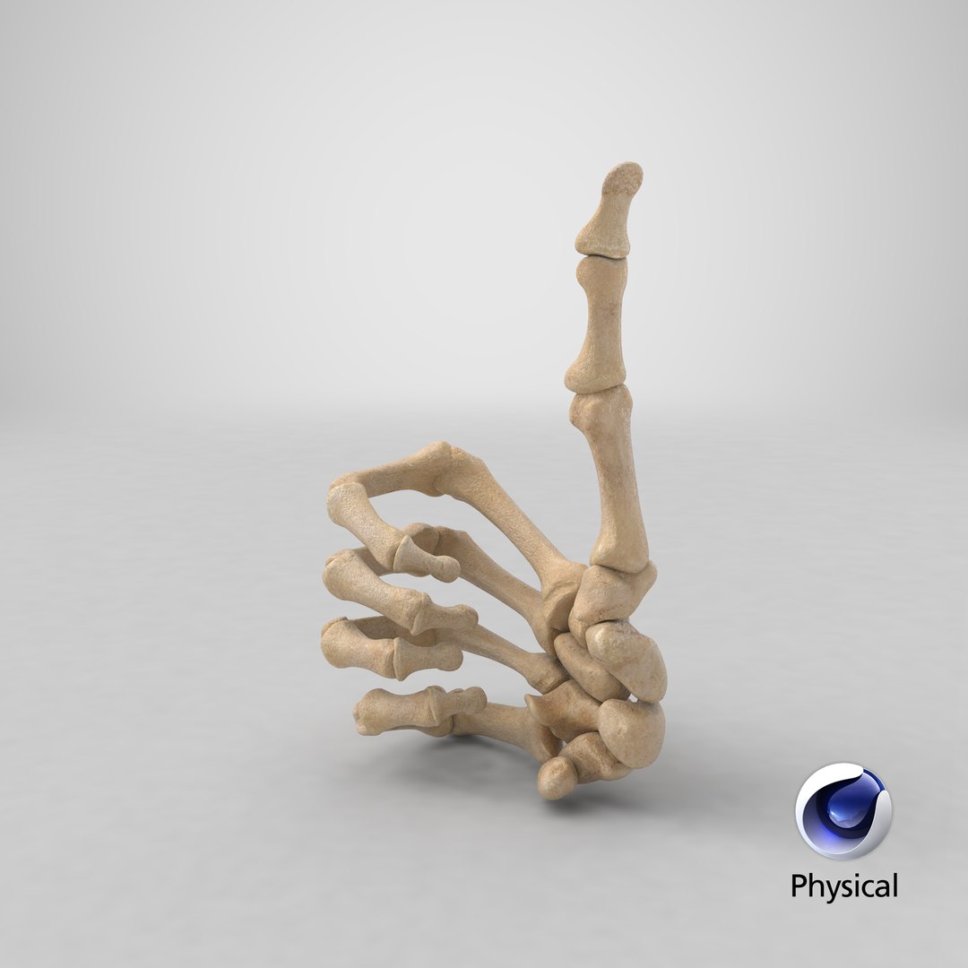 Human Hand Bones Thumbs 3D Model - TurboSquid 1608875