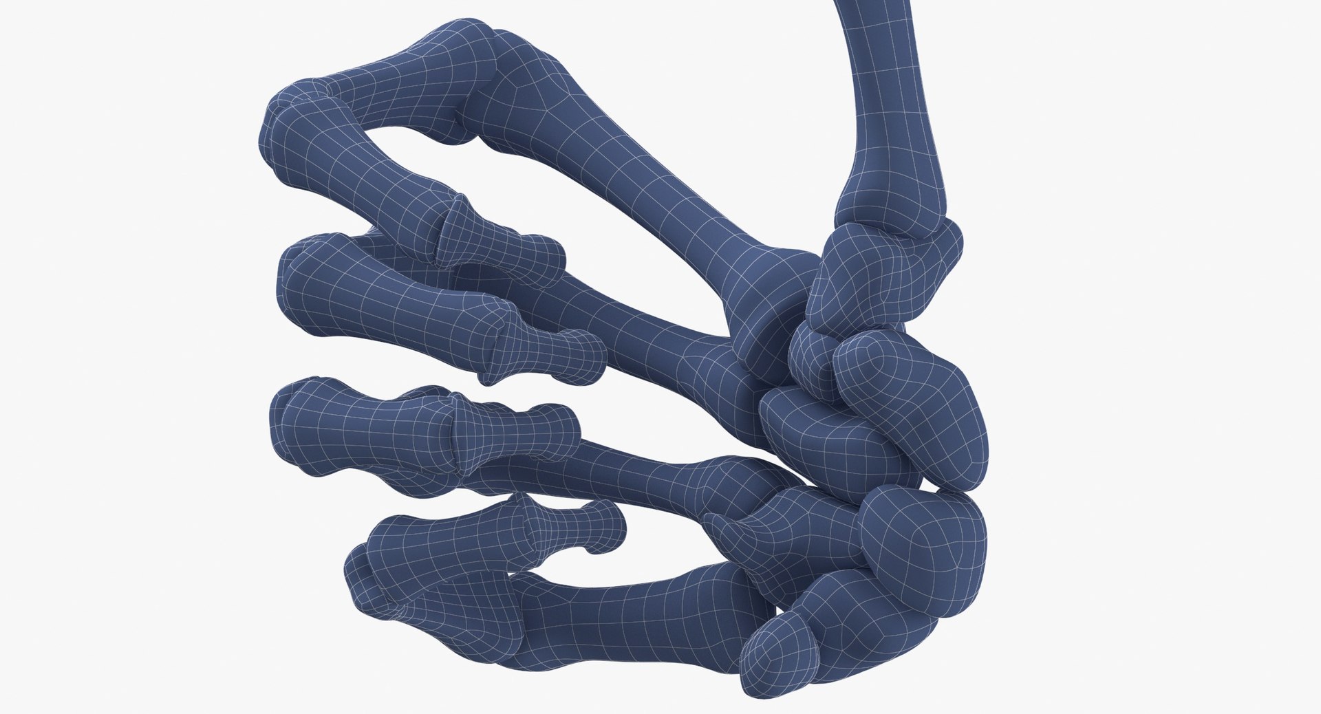 Human Hand Bones Thumbs 3D Model - TurboSquid 1608875
