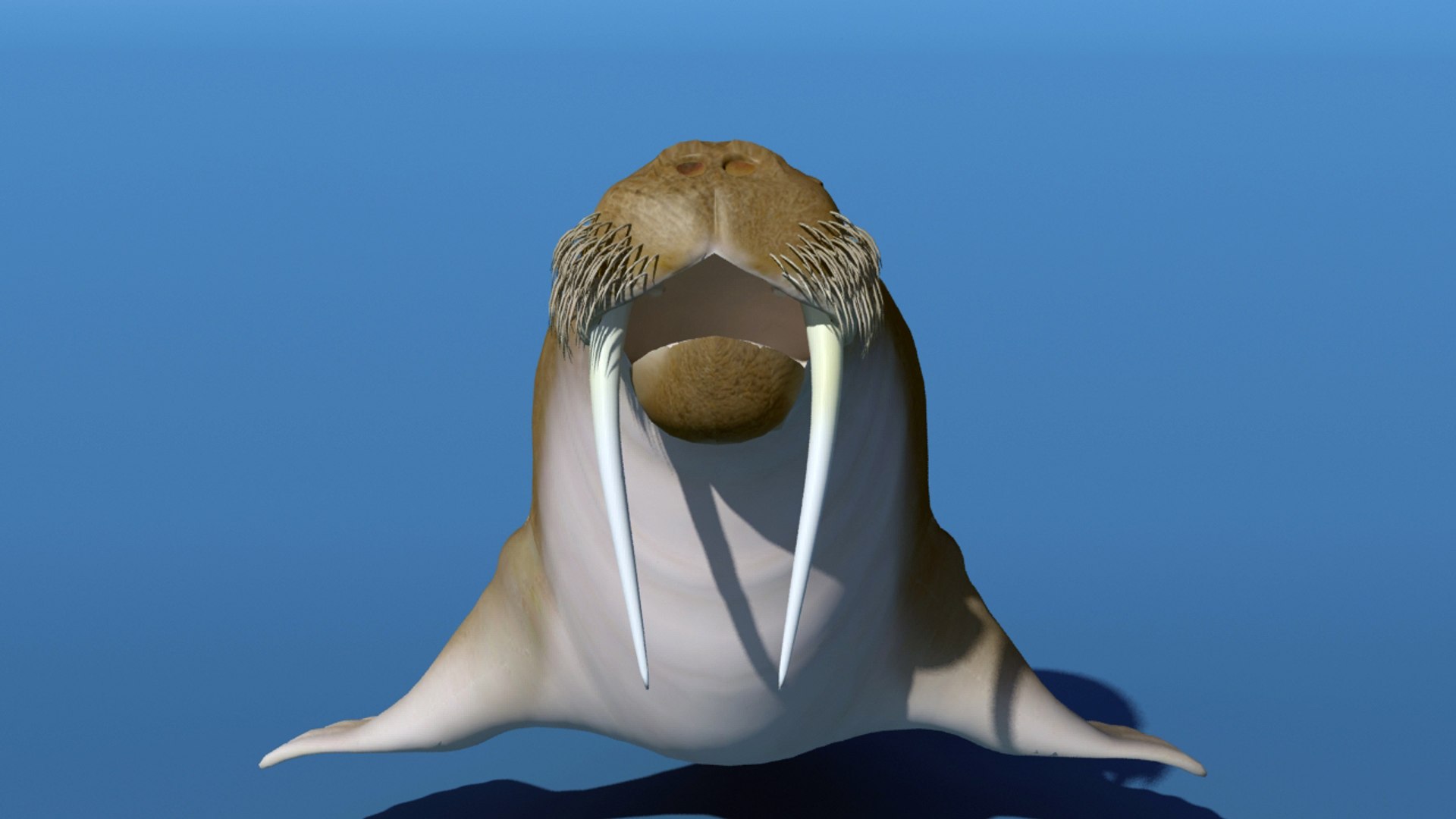 Walrus 3d Model