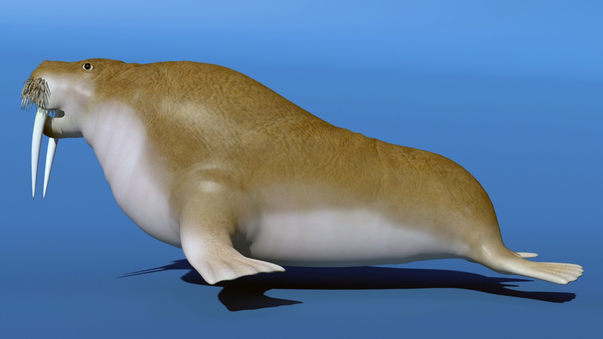 Walrus 3d Model