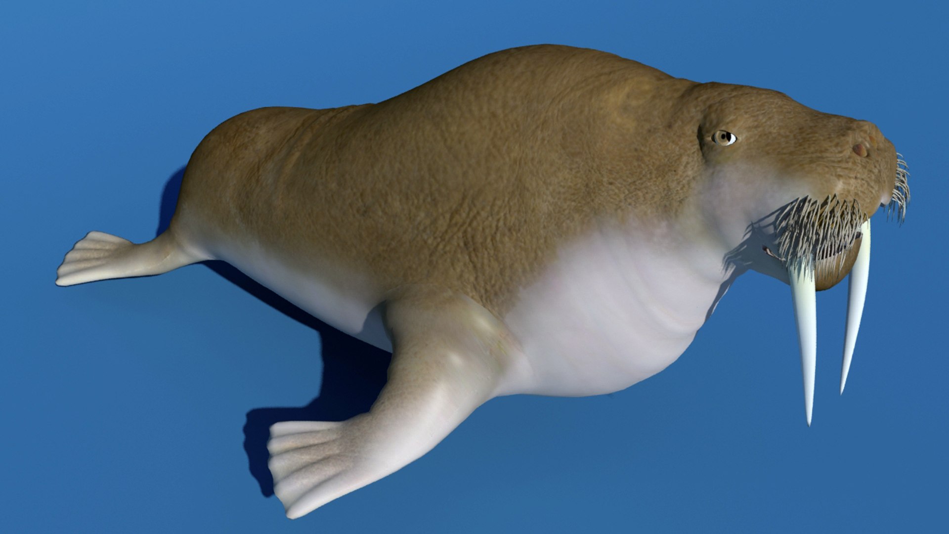 Walrus 3d Model