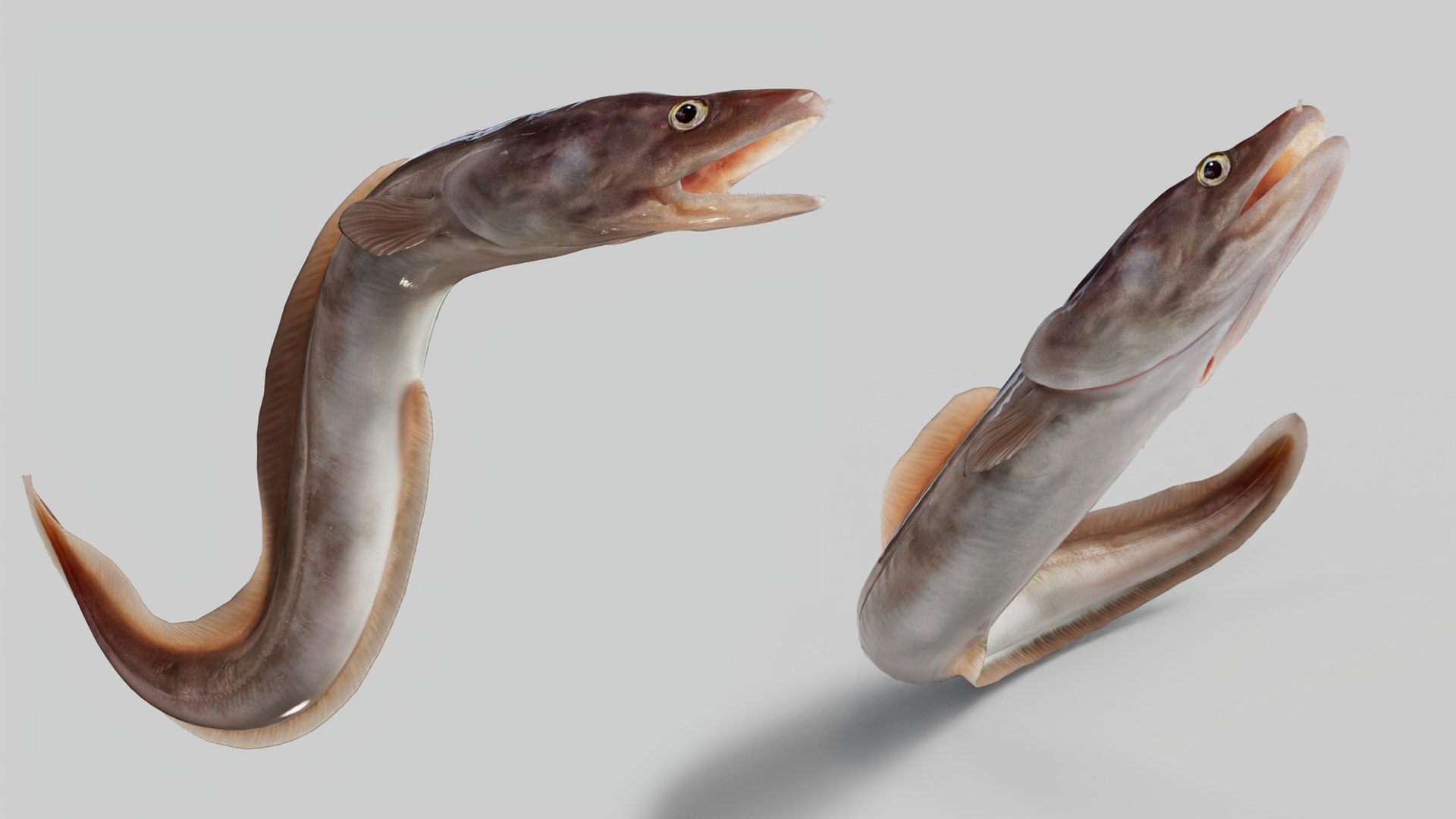 Conger Eel Animated Model - TurboSquid 2348979