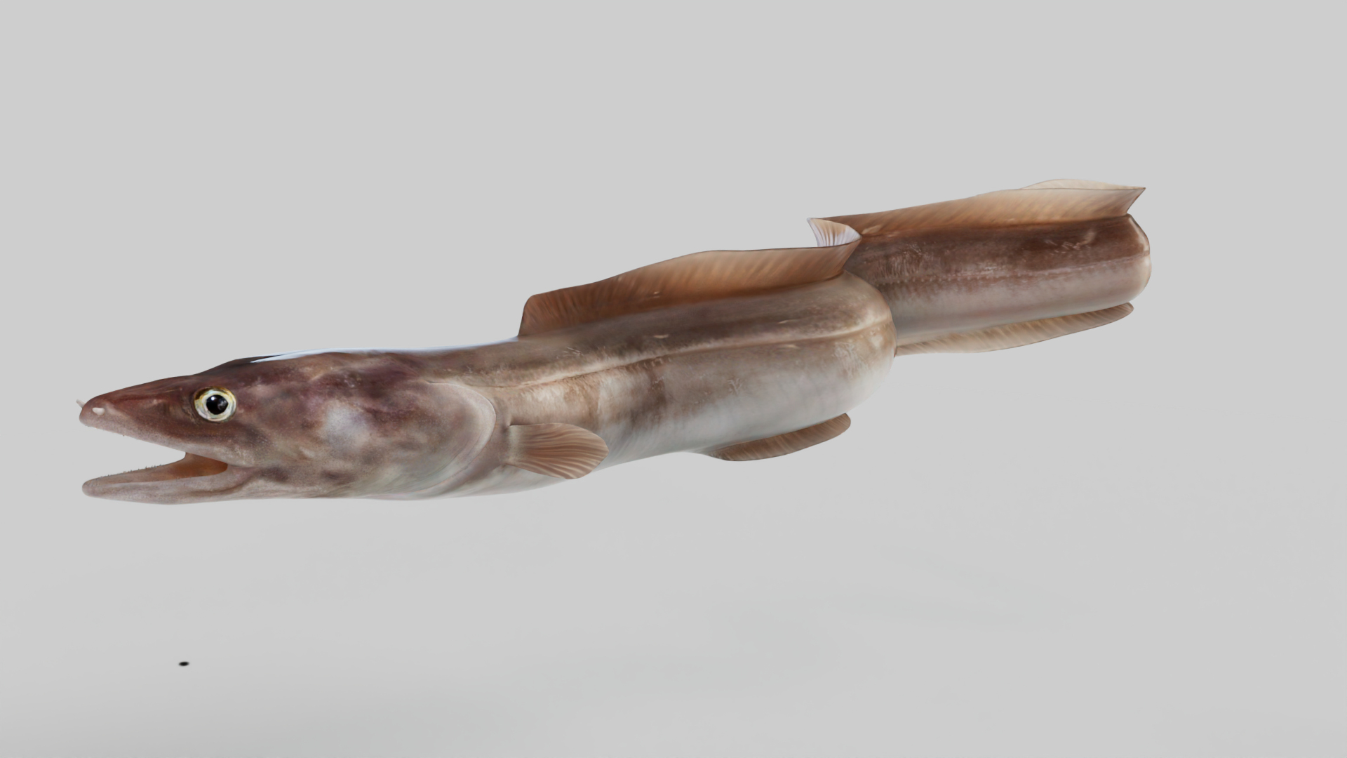 Conger Eel Animated Model - TurboSquid 2348979