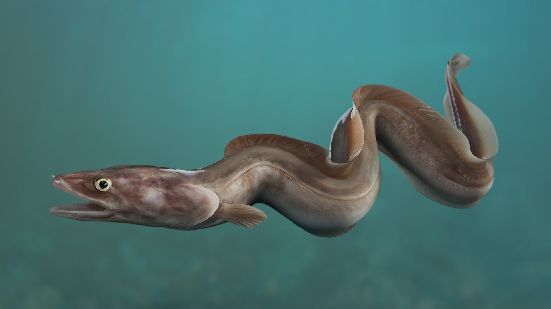 Conger Eel Animated Model - TurboSquid 2348979
