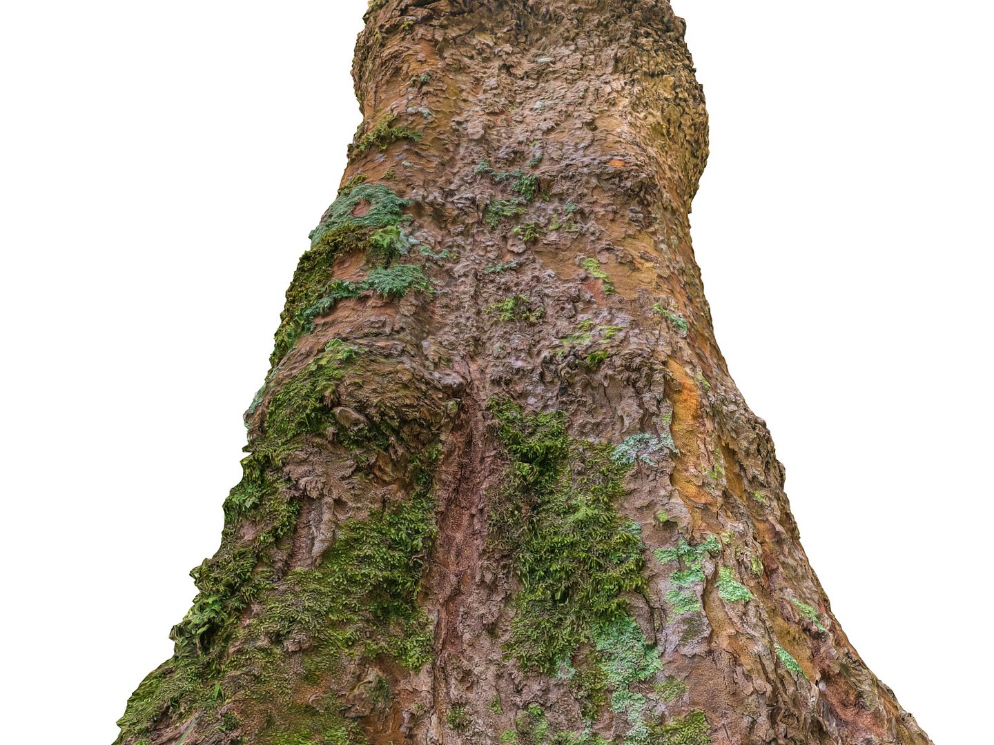 3D Model Jungle Tree 8k - TurboSquid 1220093