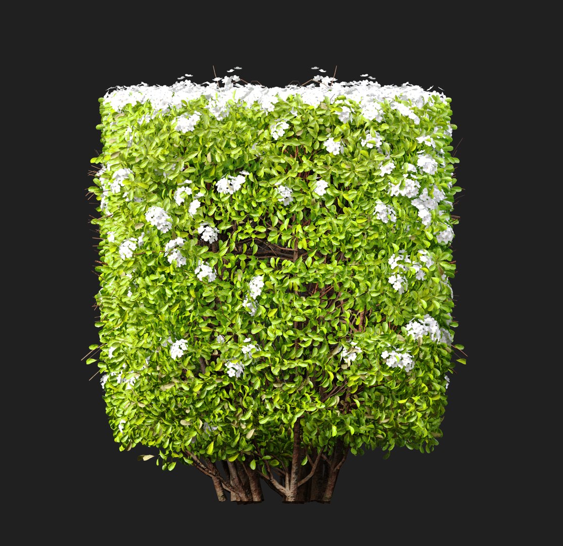 3D Spirea Hedge Bush Model - TurboSquid 1946324