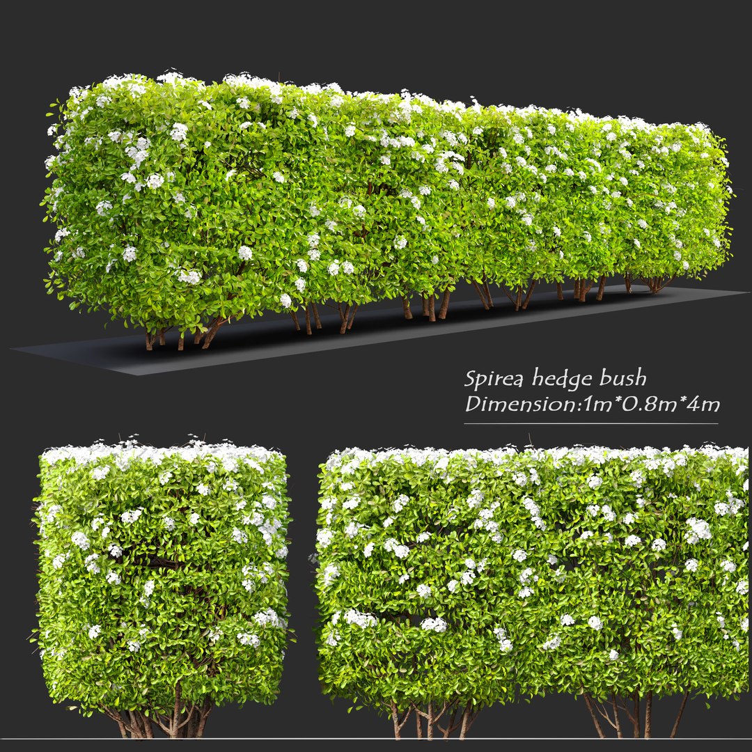 3D Spirea Hedge Bush Model - TurboSquid 1946324