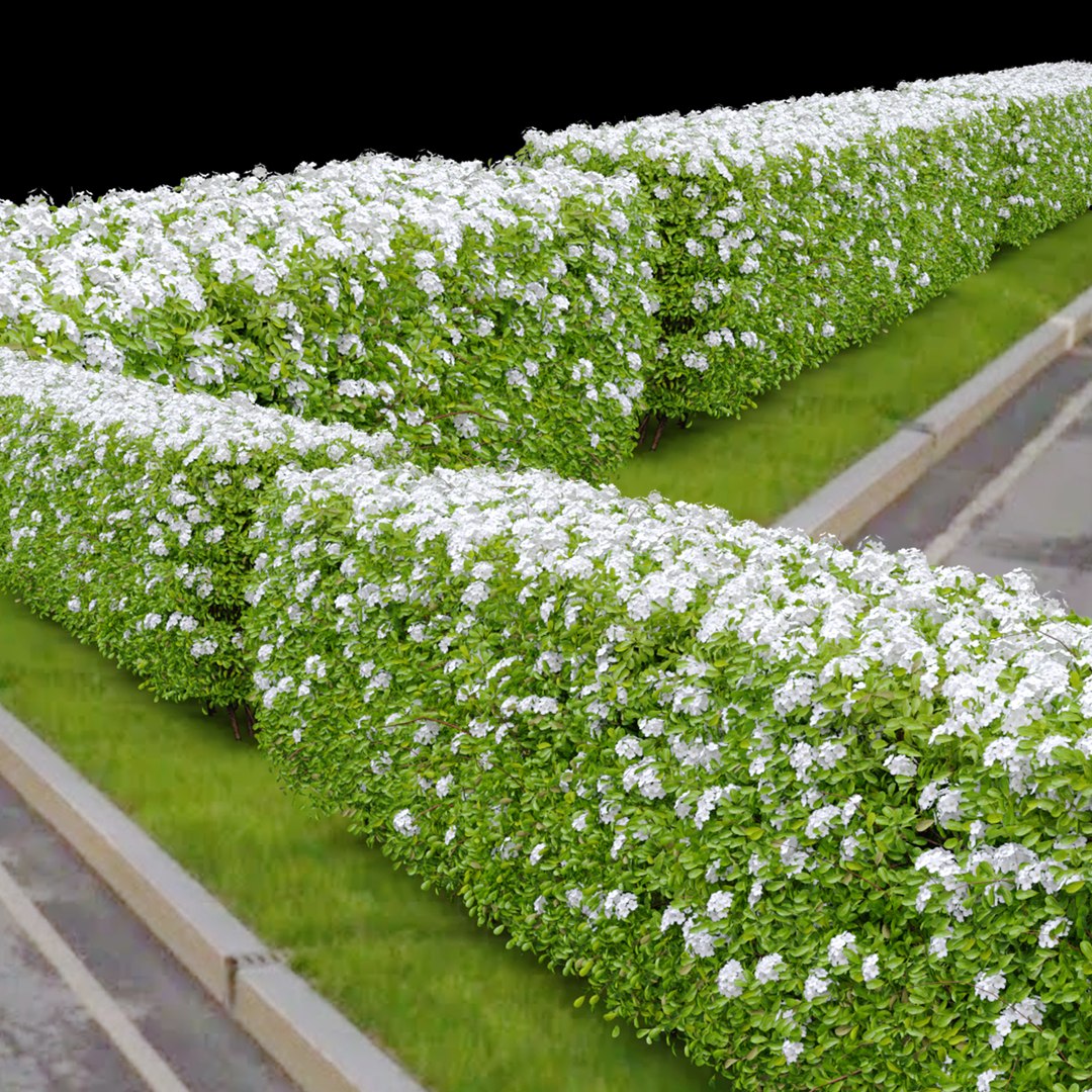3D Spirea Hedge Bush Model - TurboSquid 1946324