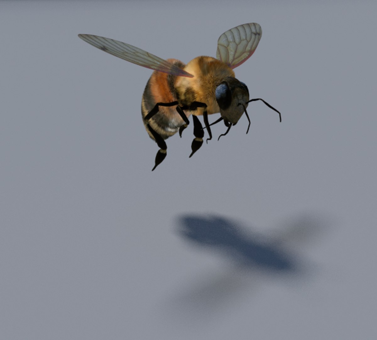 3d Bee Wings Animation Model