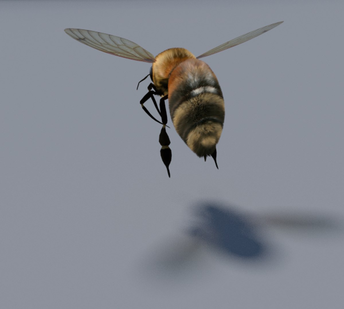 3d Bee Wings Animation Model