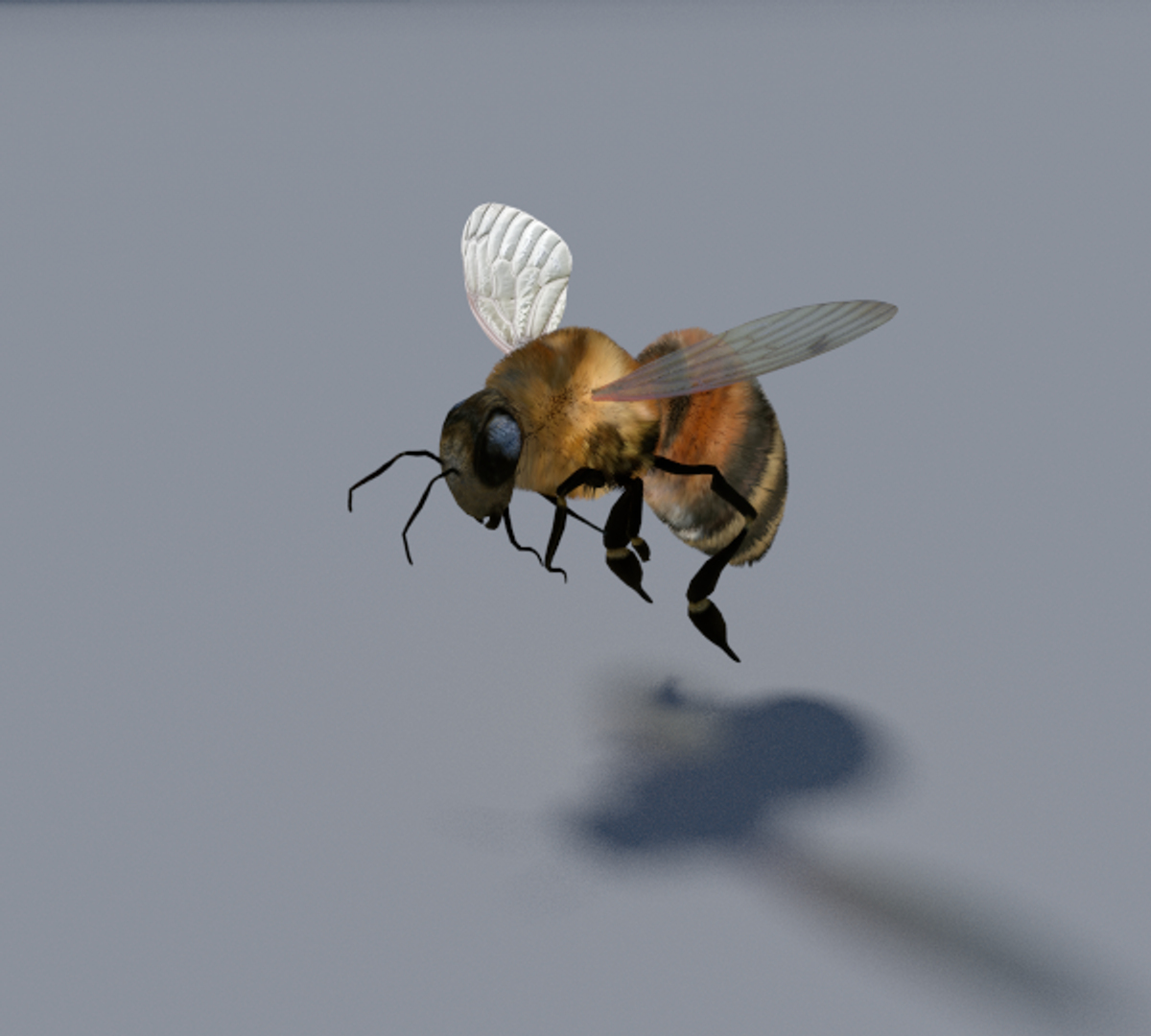 3d Bee Wings Animation Model