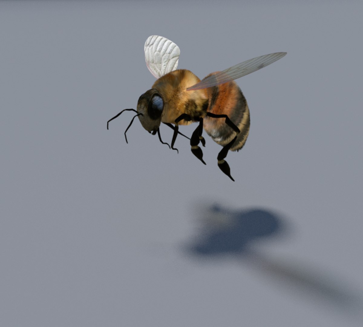 3d Bee Wings Animation Model