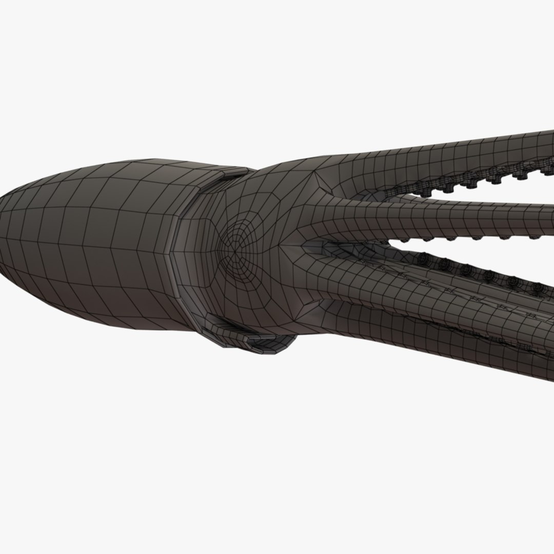 3d Squid Model