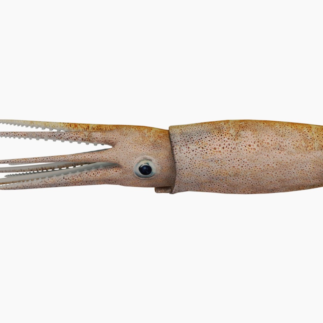 3d Squid Model