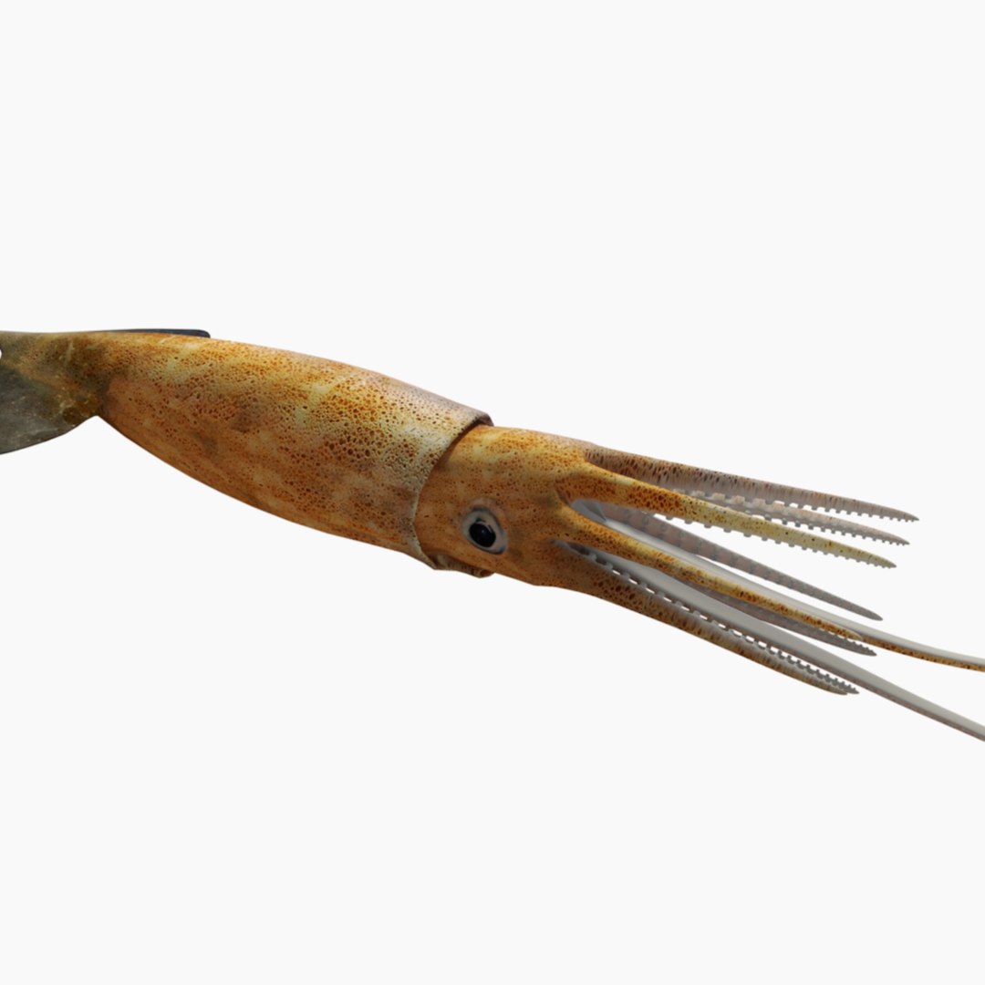 3d Squid Model