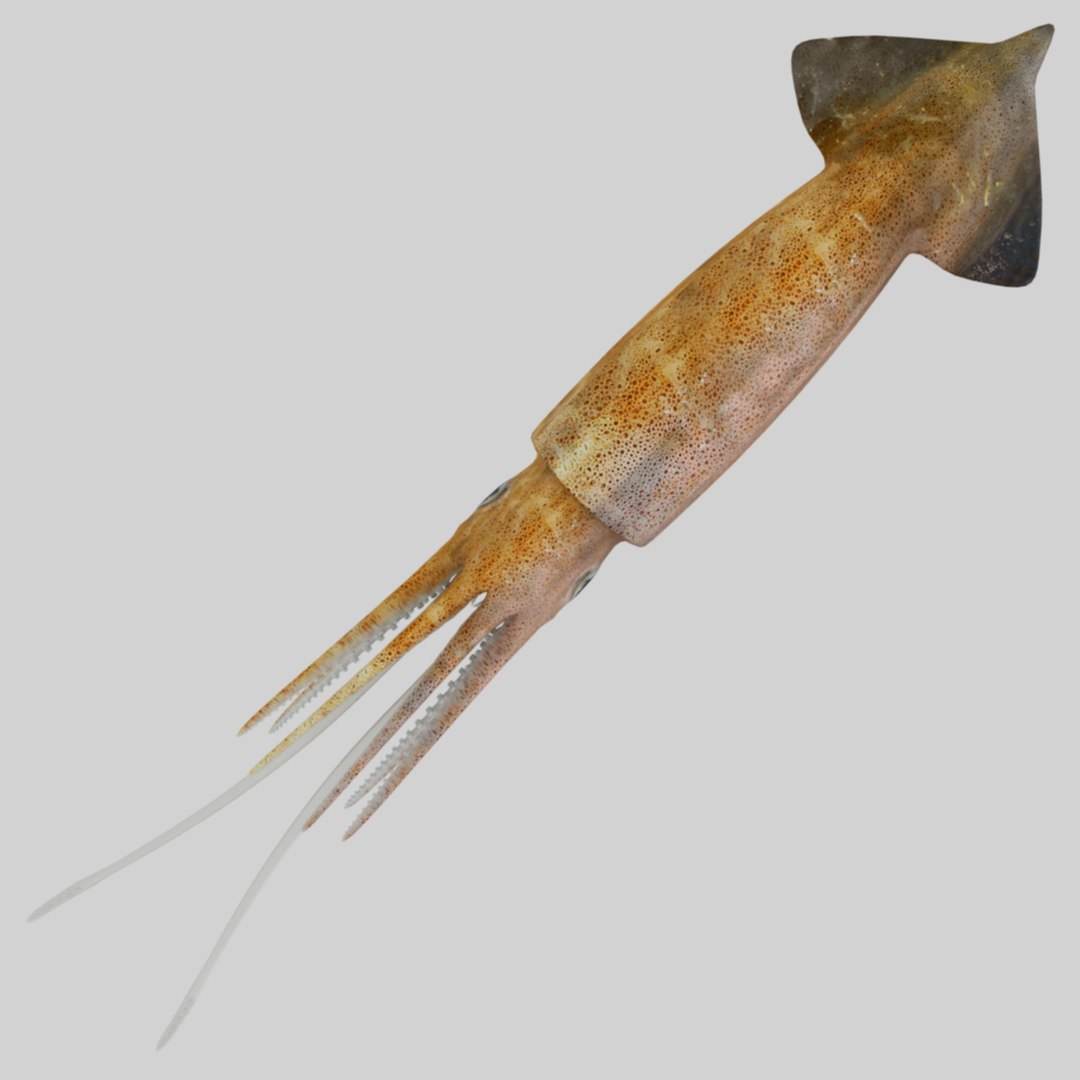 3d Squid Model