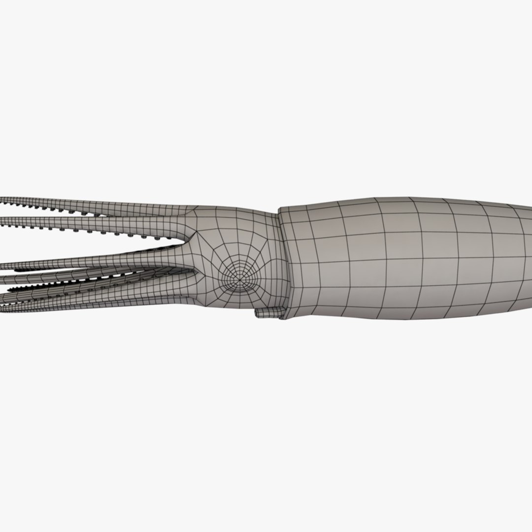 3d Squid Model