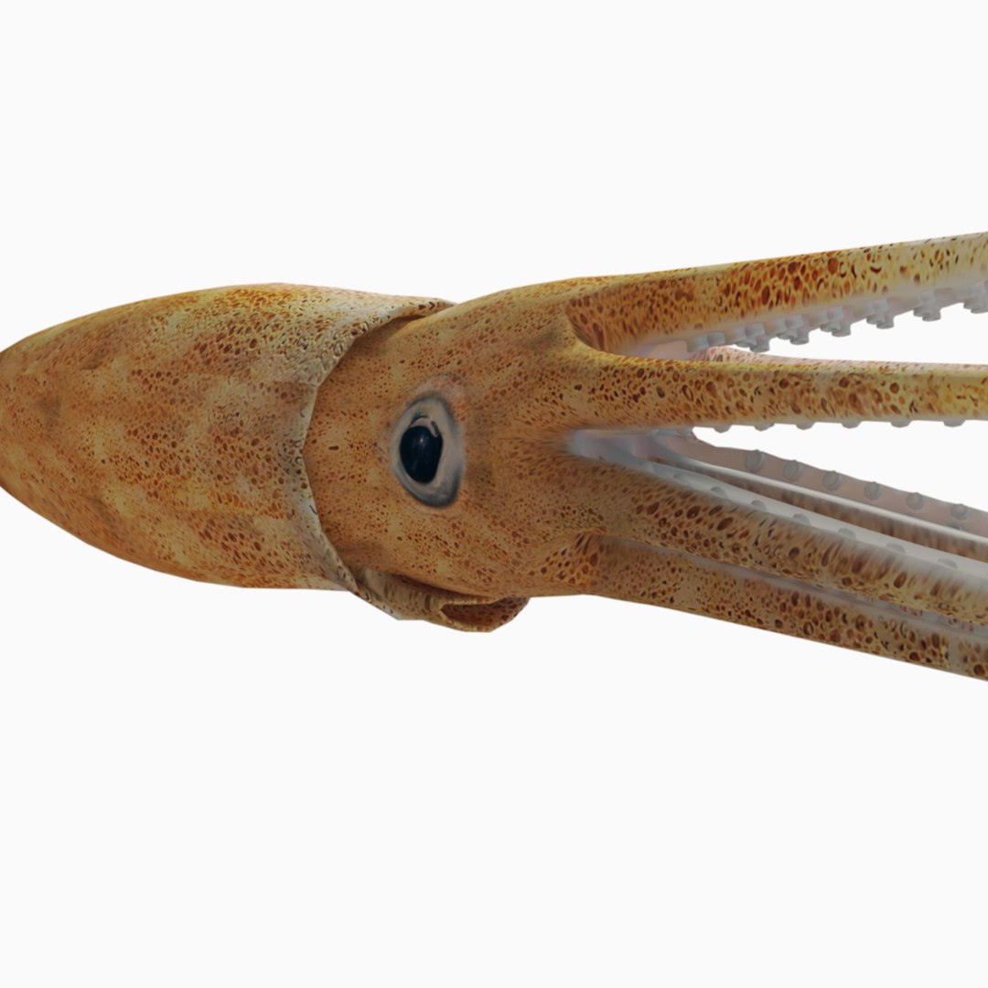 3d Squid Model
