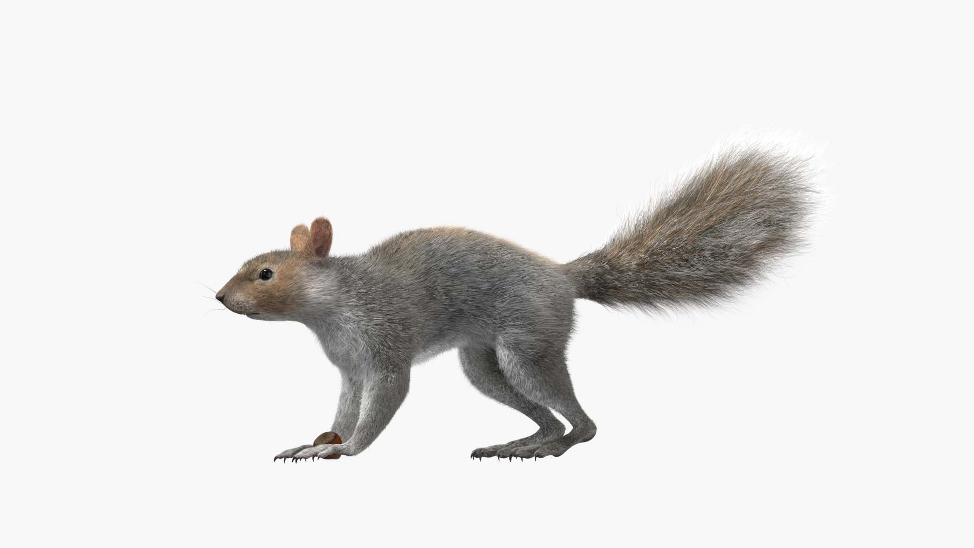3D Gray Squirrel Hazelnut Fur Animated Rigged - TurboSquid 2342672