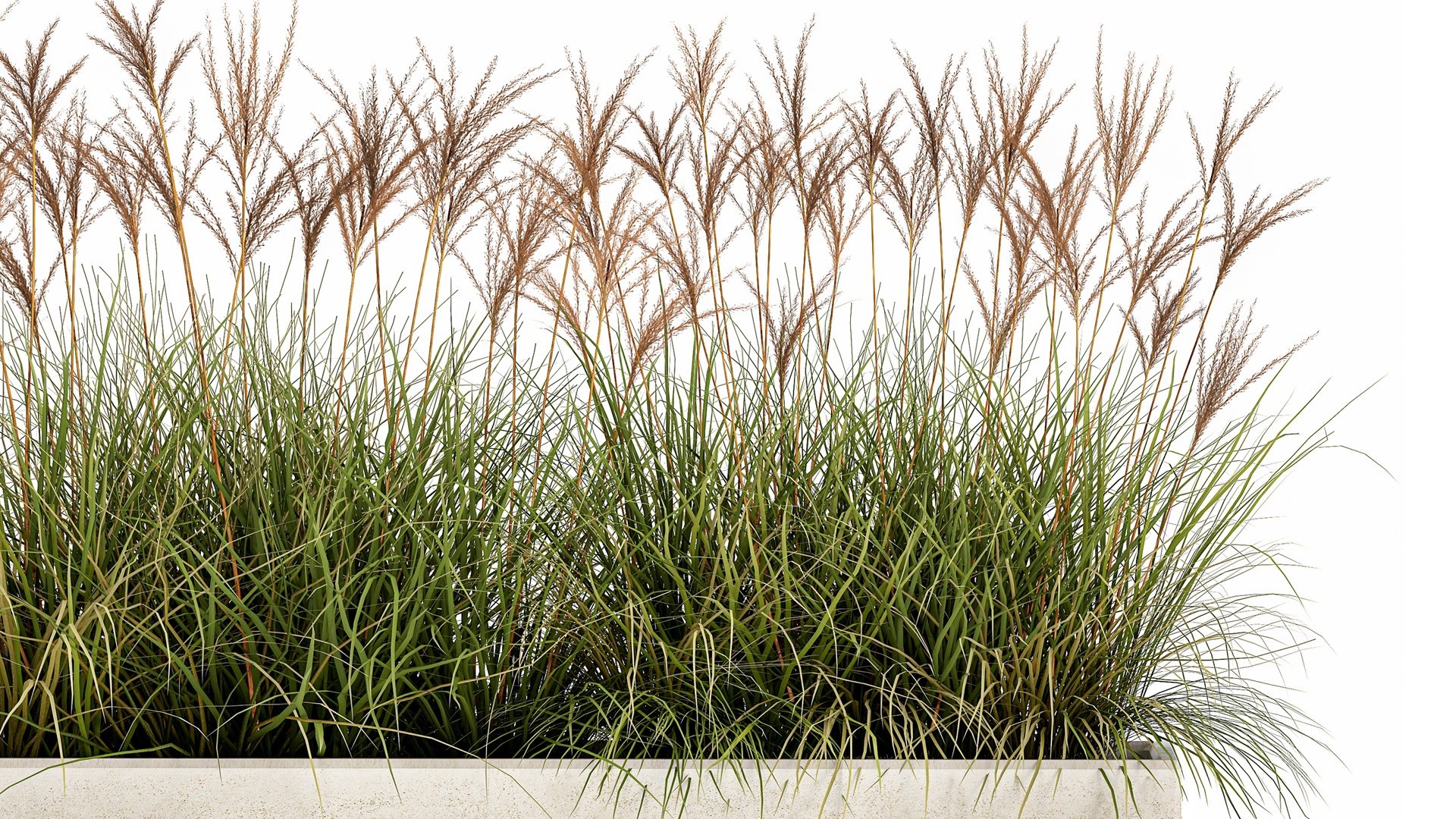 Potted Reeds For Landscaping 1064 3D Model - TurboSquid 1814012