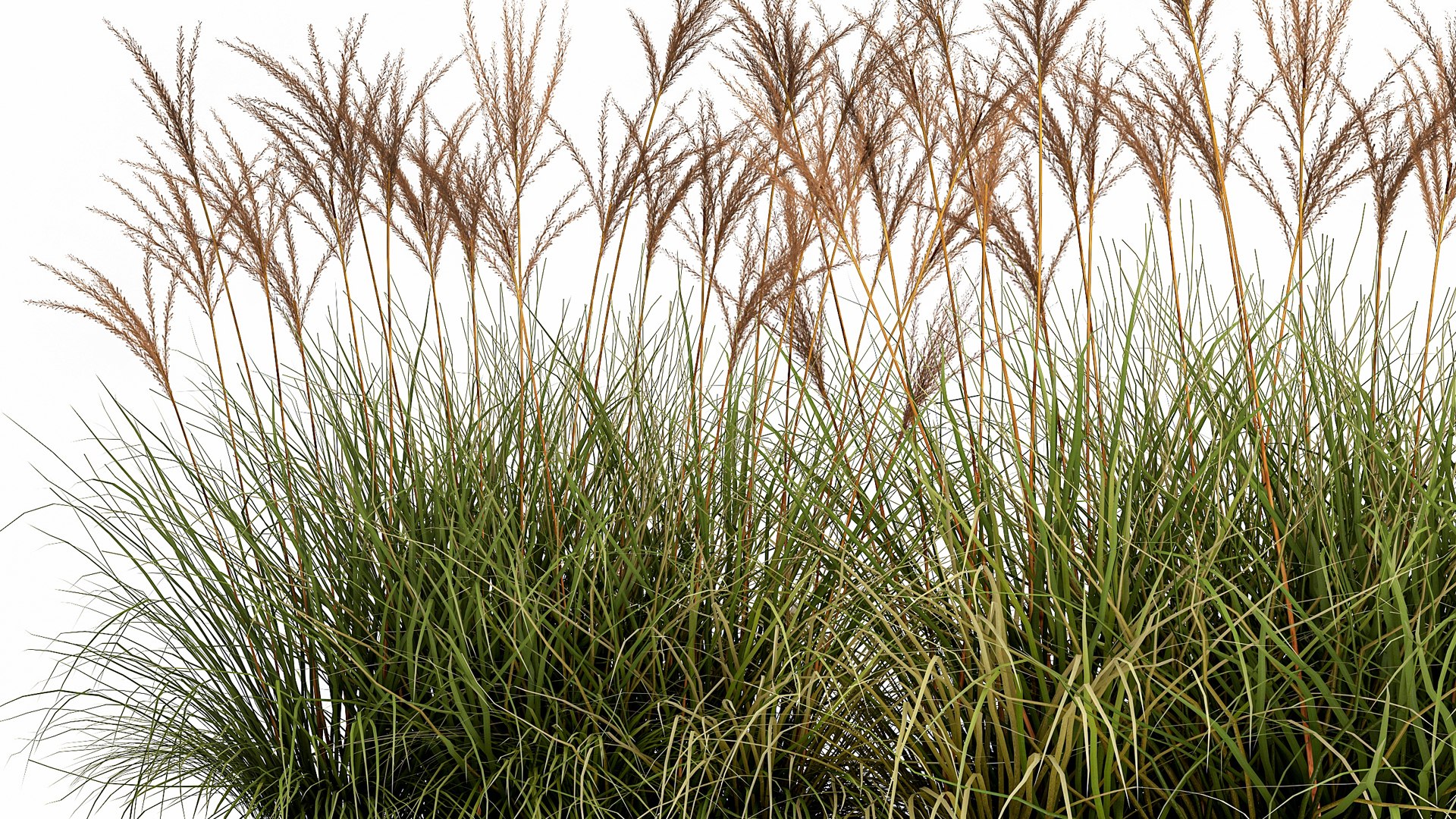 Potted Reeds For Landscaping 1064 3D Model - TurboSquid 1814012