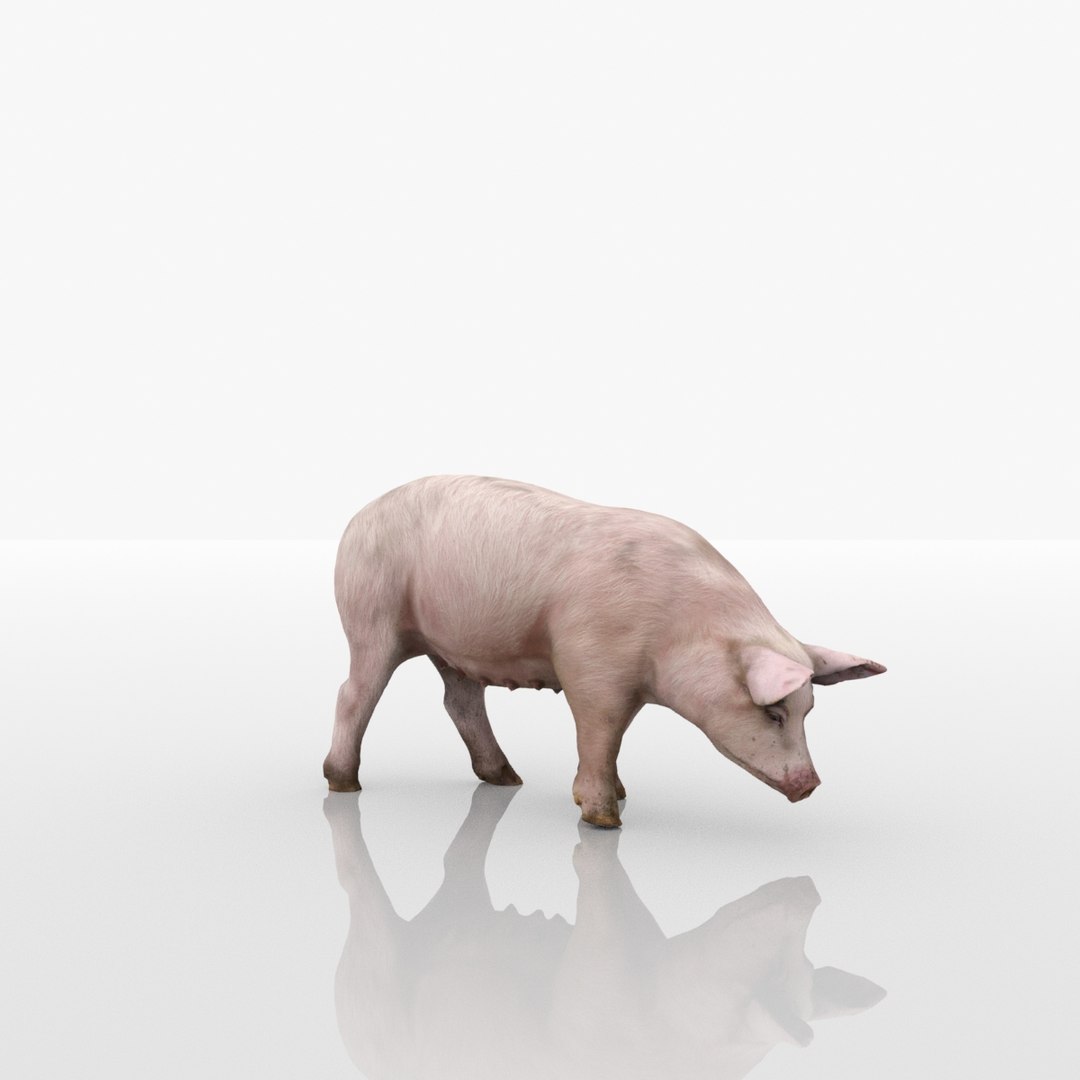 3D Pig - TurboSquid 2090085