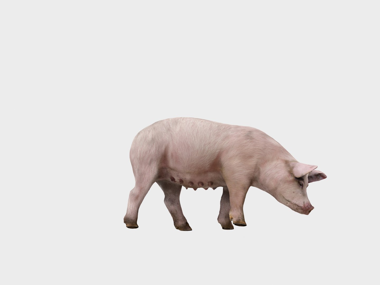 3D Pig - TurboSquid 2090085