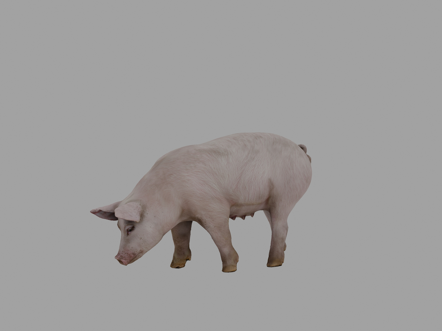 modelo 3d pig - TurboSquid 2090085