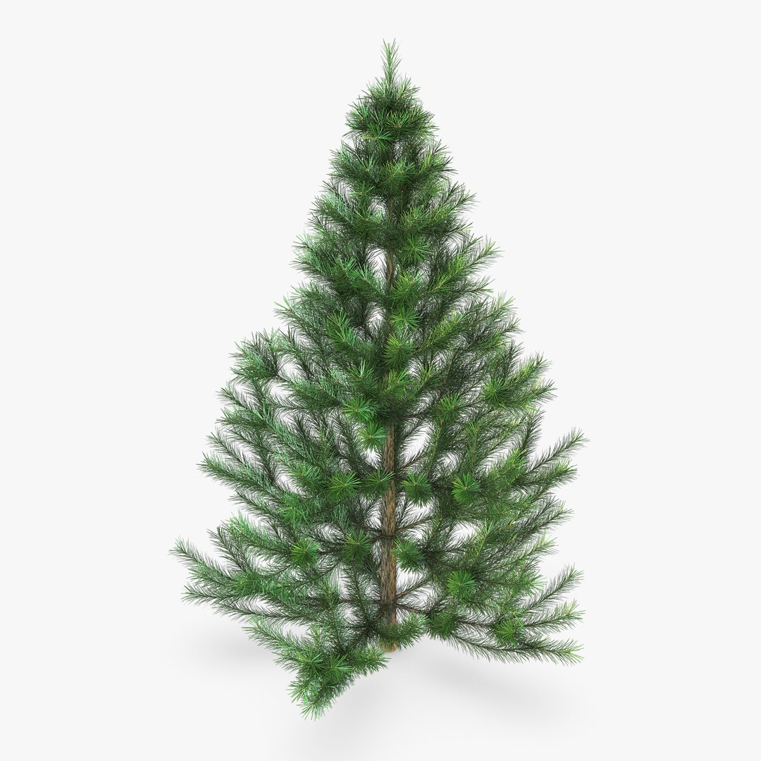 3D Model Conifer Tree 150cm V - TurboSquid 1654342