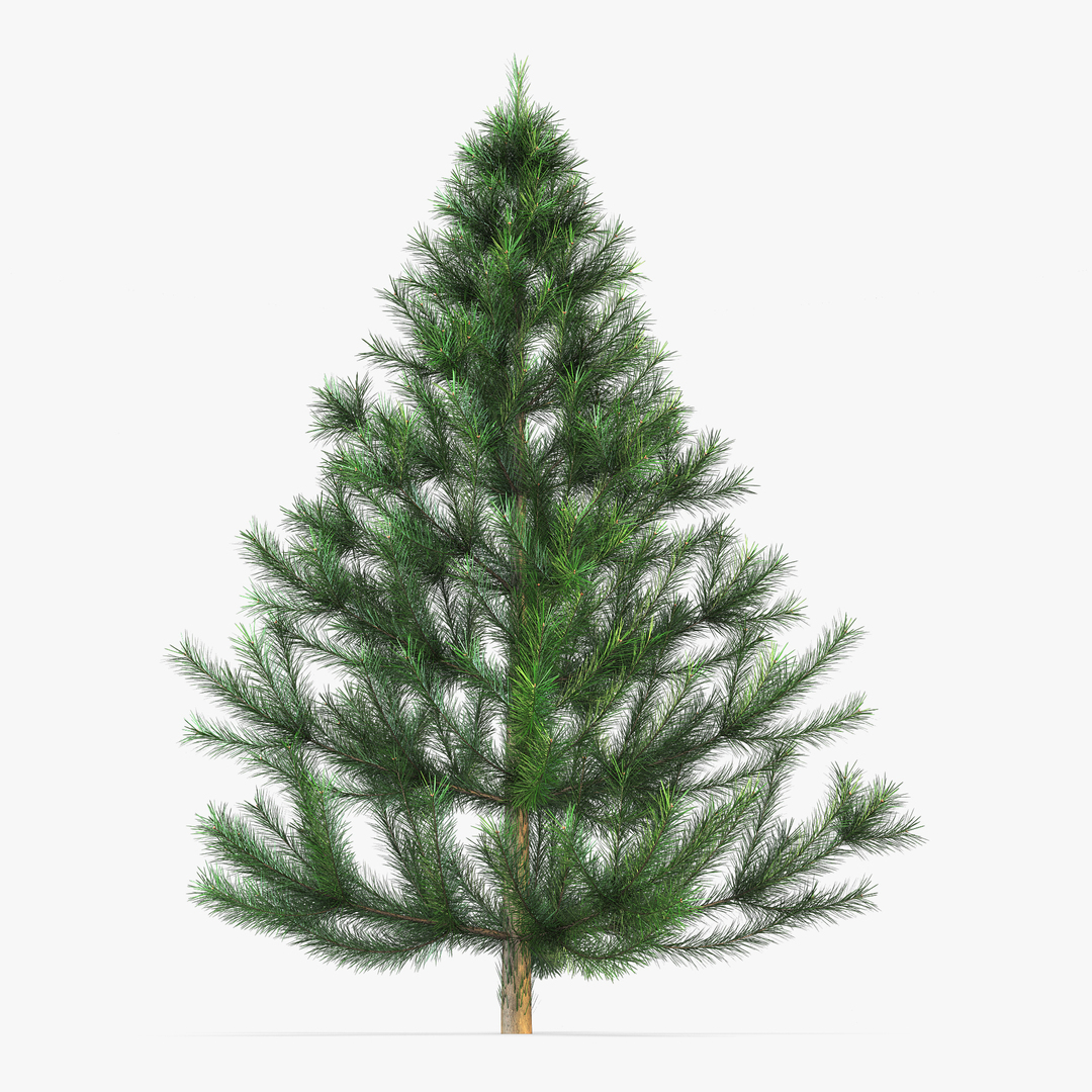 3D model conifer tree 150cm v - TurboSquid 1654342