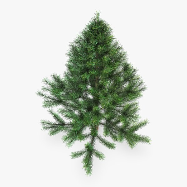 3D model conifer tree 150cm v - TurboSquid 1654342
