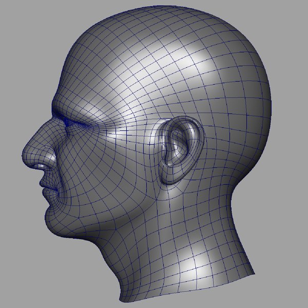 3d model male head