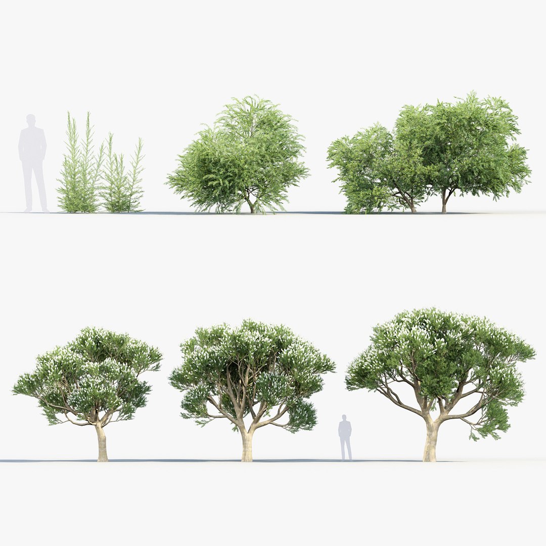 Melaleuca Linariifolia Flax-Leaved Paper-Bark 3D Model - TurboSquid 2055977