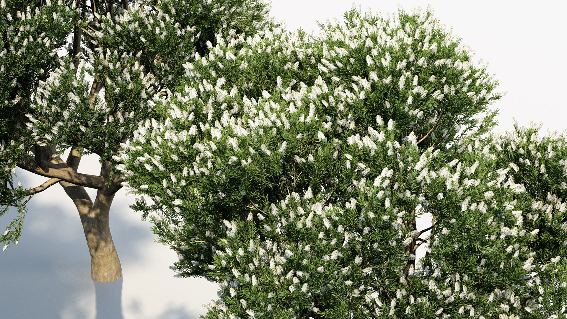 Melaleuca Linariifolia Flax-Leaved Paper-Bark 3D Model - TurboSquid 2055977