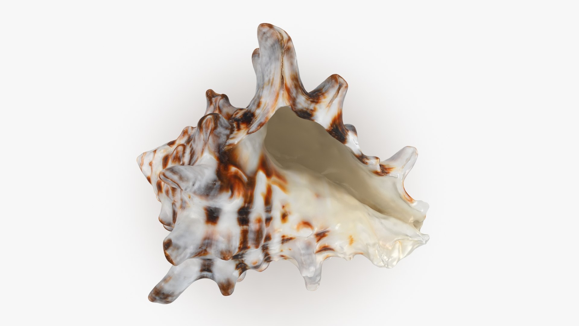 3D model Vasum Turbinellus - TurboSquid 2089430