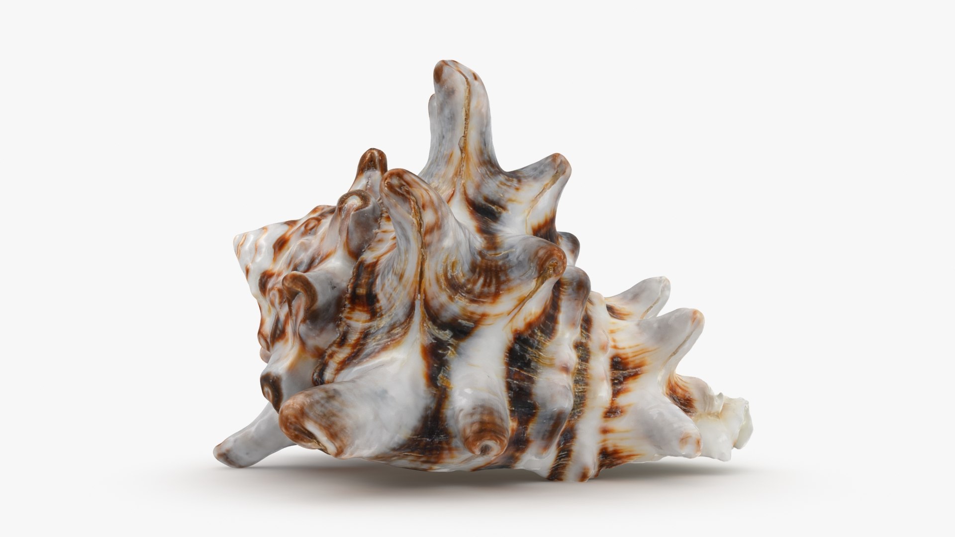 3D model Vasum Turbinellus - TurboSquid 2089430