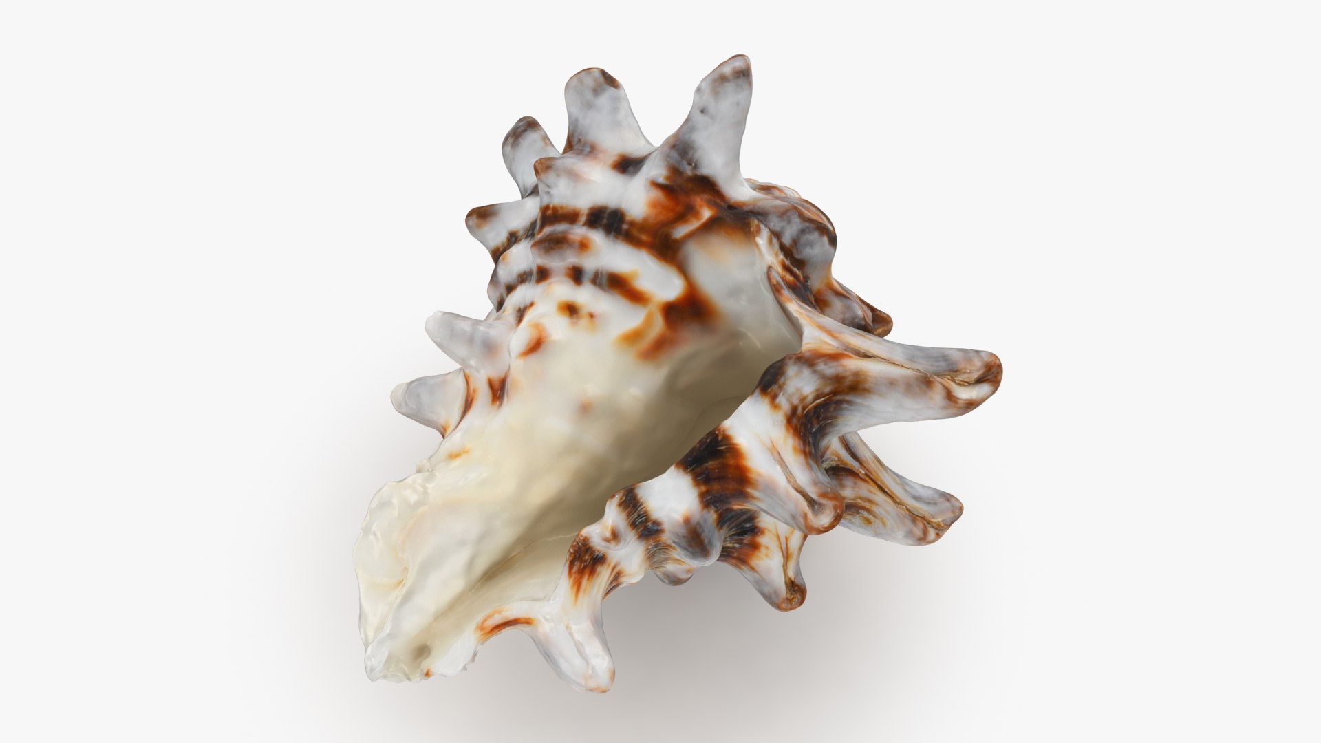 3D model Vasum Turbinellus - TurboSquid 2089430