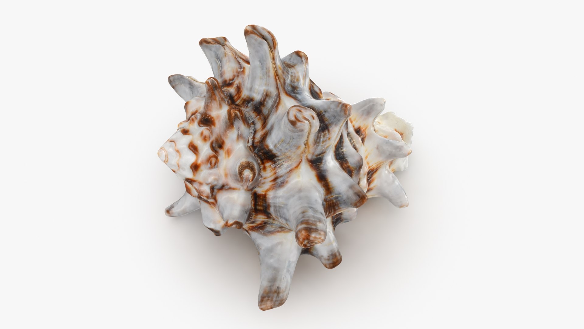 3D model Vasum Turbinellus - TurboSquid 2089430