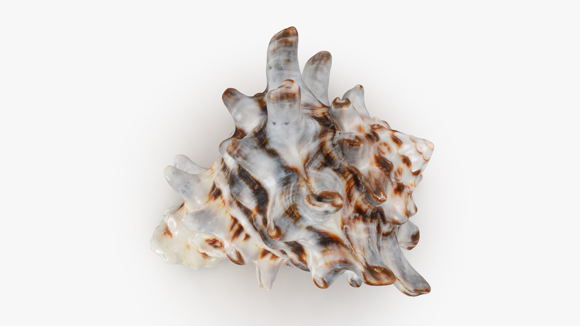 3D model Vasum Turbinellus - TurboSquid 2089430