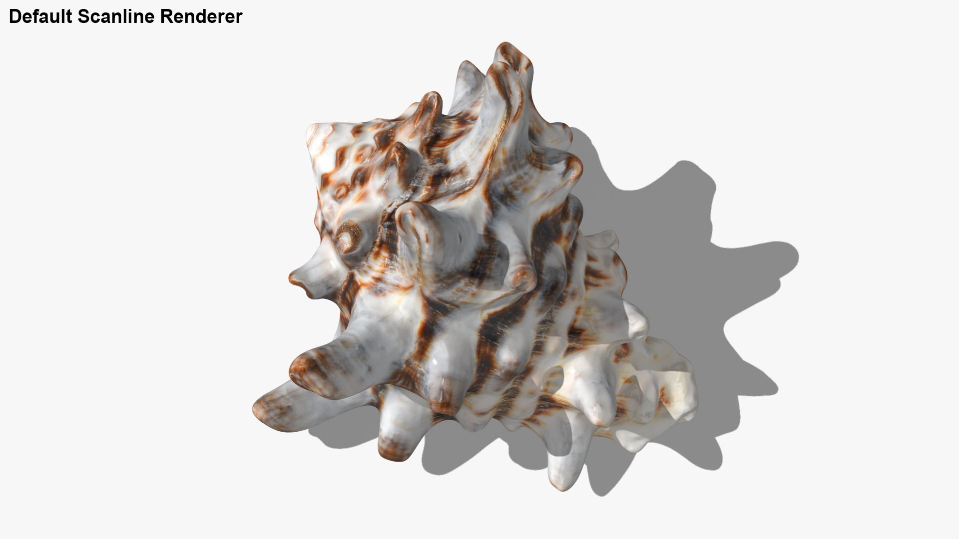 3D Model Vasum Turbinellus - TurboSquid 2089430