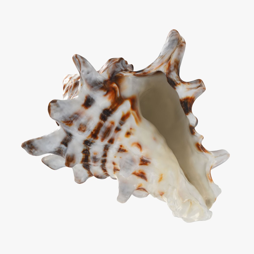 3D model Vasum Turbinellus - TurboSquid 2089430