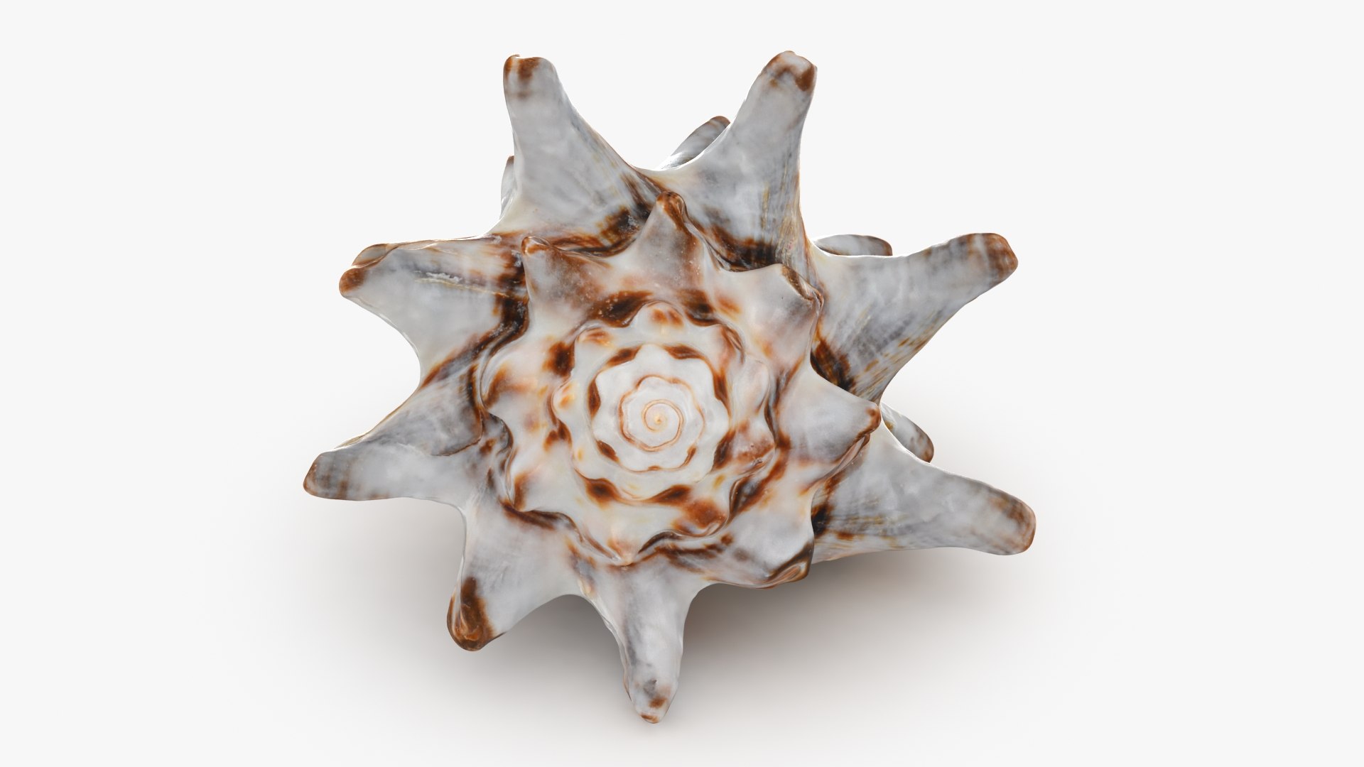 3D model Vasum Turbinellus - TurboSquid 2089430