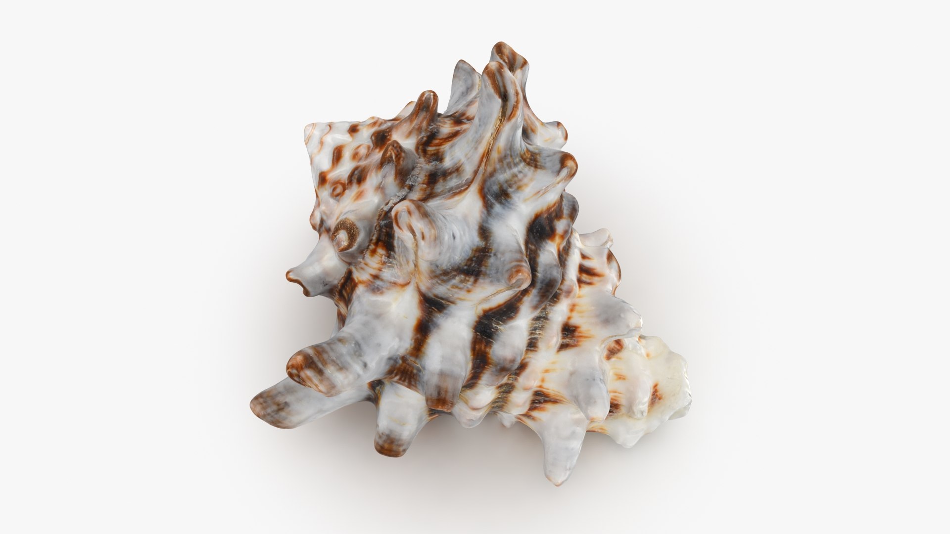 3D model Vasum Turbinellus - TurboSquid 2089430