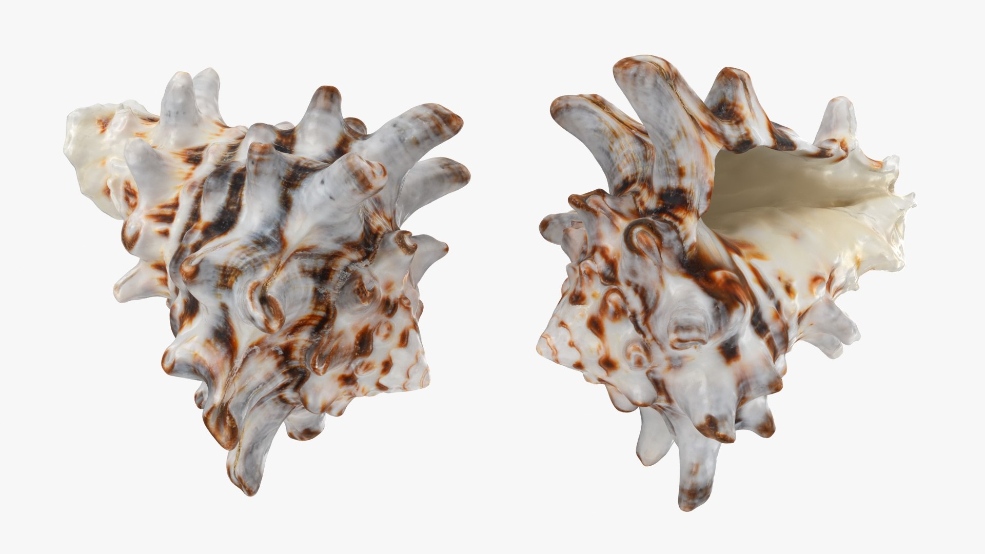3D model Vasum Turbinellus - TurboSquid 2089430