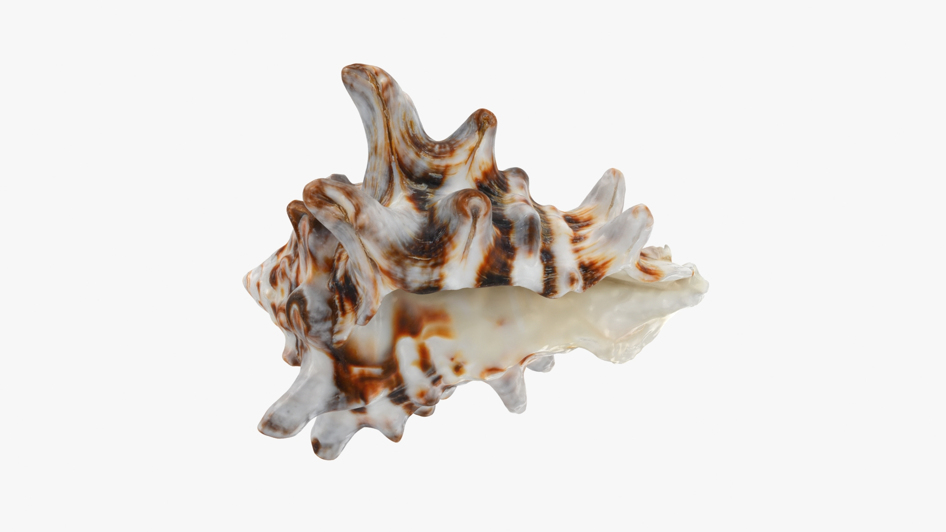 3D model Vasum Turbinellus - TurboSquid 2089430