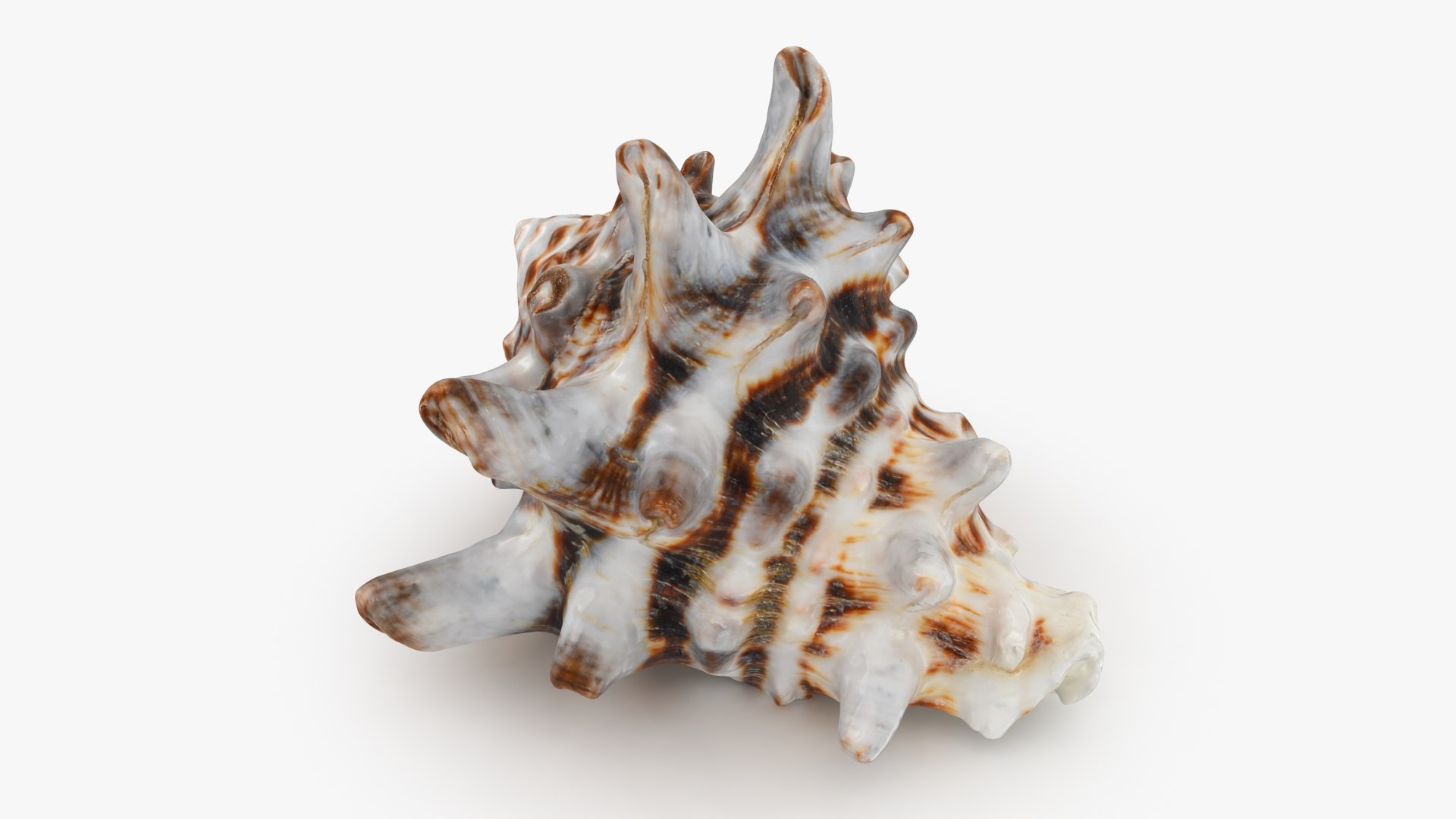 3D model Vasum Turbinellus - TurboSquid 2089430